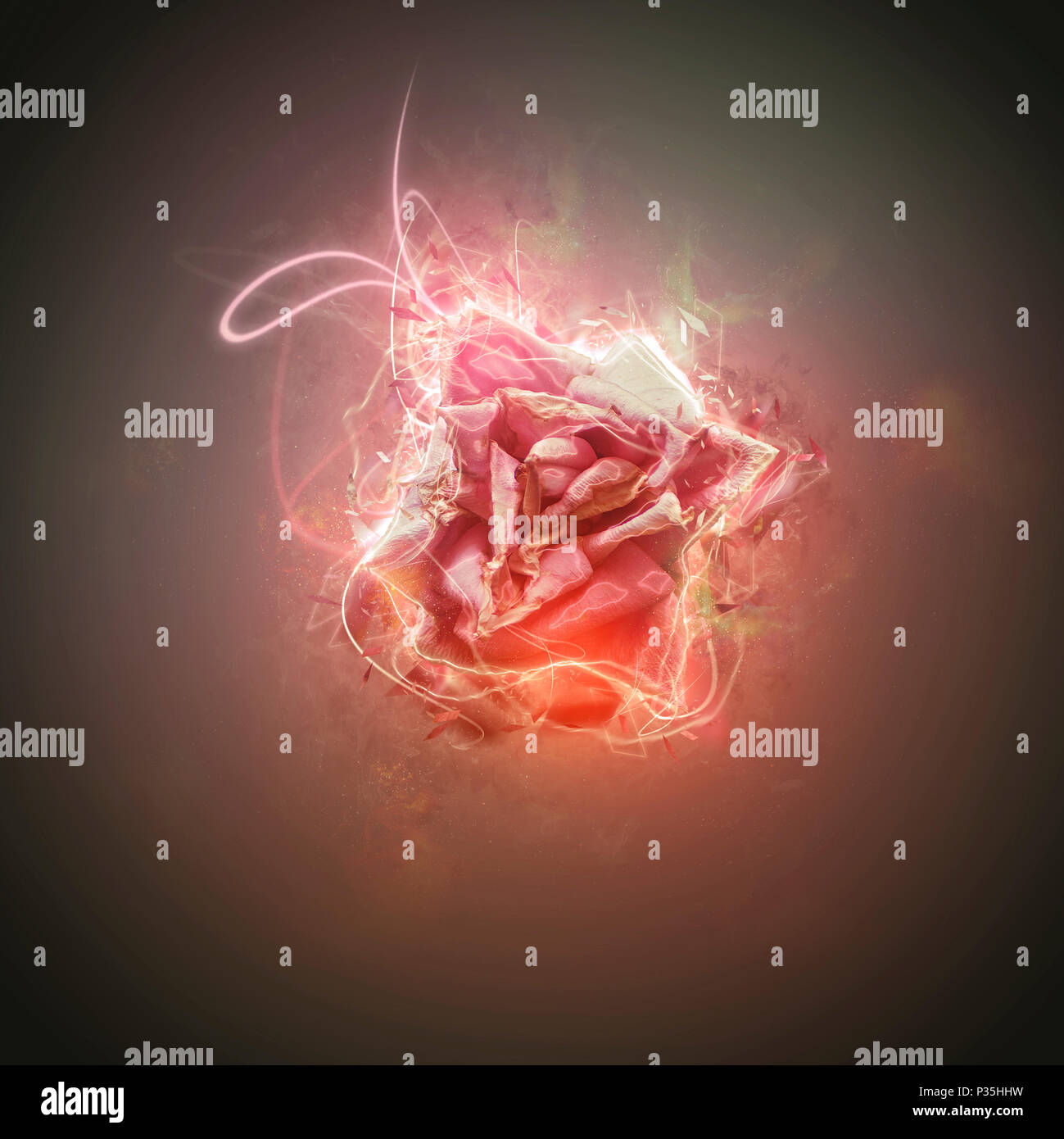 Sad rose image hi-res stock photography and images - Alamy