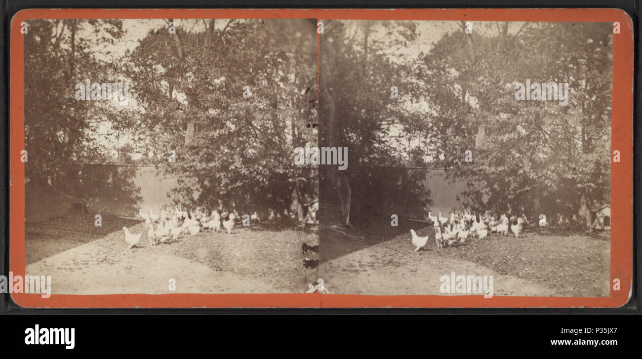 63 Chickens is a backyard, by Slee Bros Stock Photo - Alamy