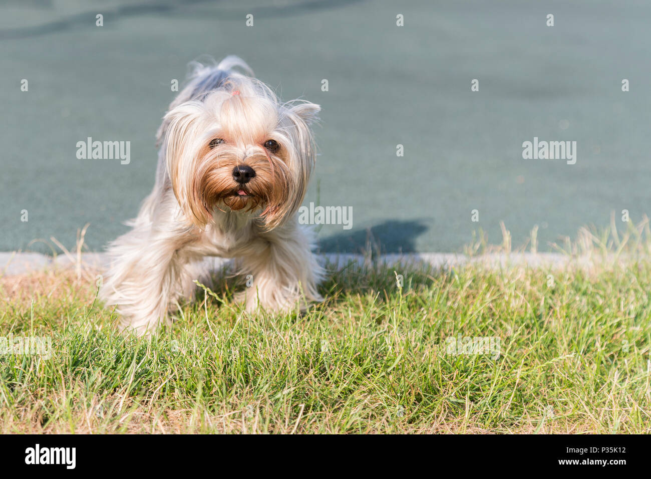 Yorkshire terrier puppy running outdoor Stock Photo - Alamy