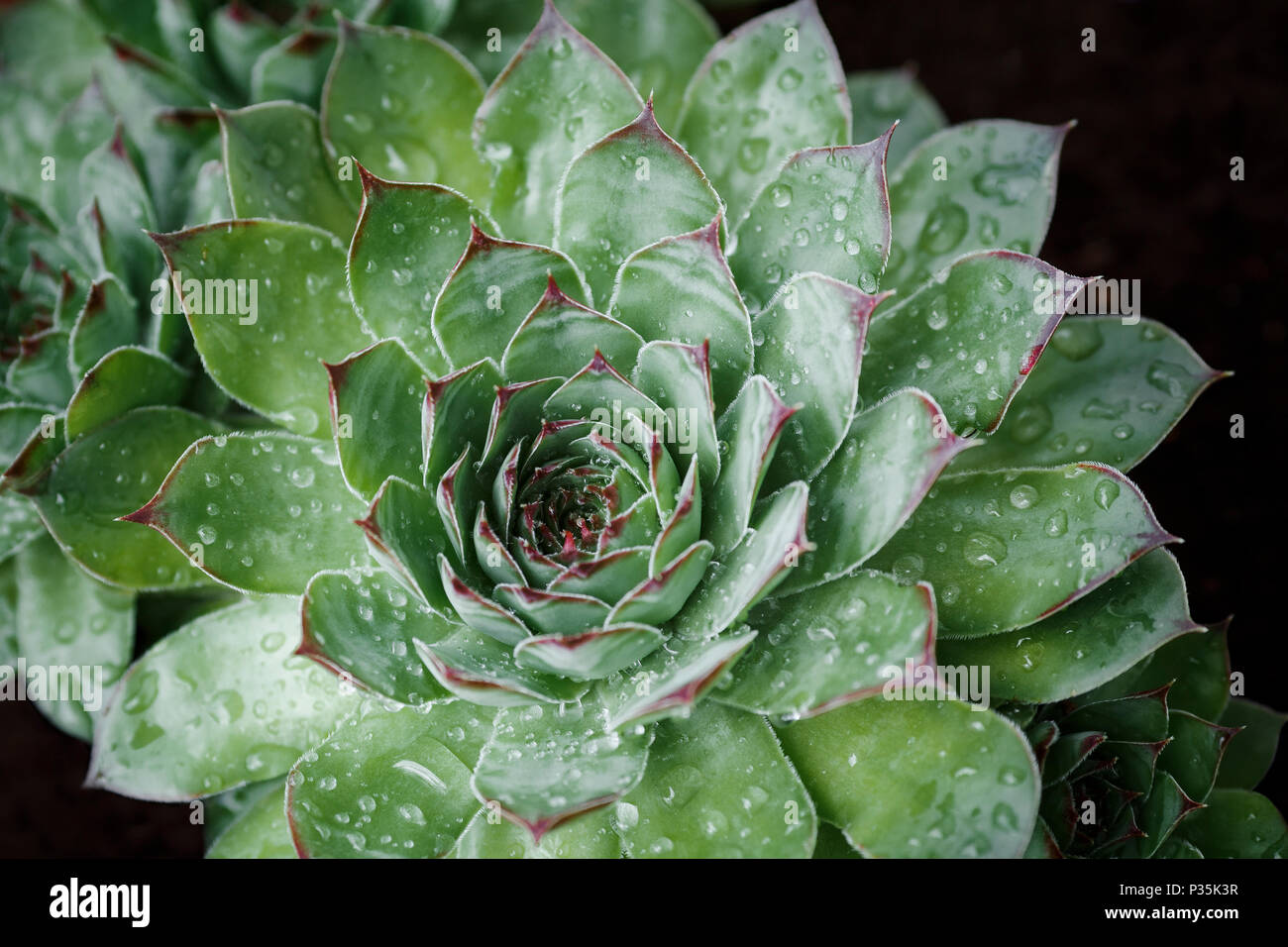 Plants with pointed leaves hi-res stock photography and images - Alamy