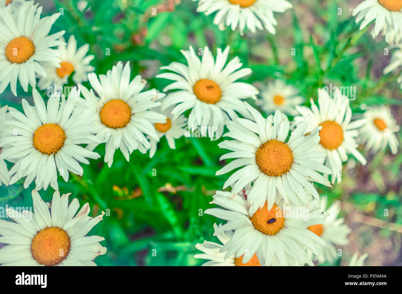Many fresh wild daisy flowers growing in summer sunny flowerbed outside ...