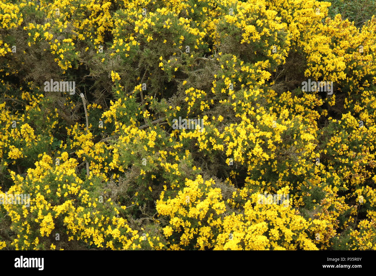 Fairies of the meadow hi-res stock photography and images - Alamy