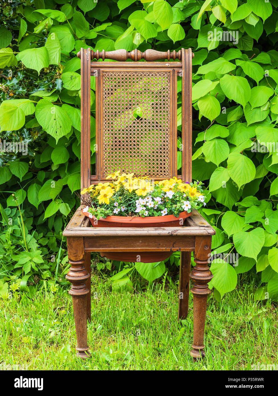 Old wooden chair with flower pot in a garden Stock Photo - Alamy