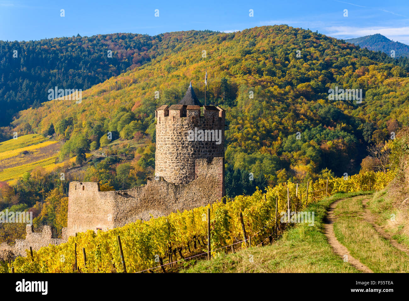Kaysersberg ruin tower hi-res stock photography and images - Alamy