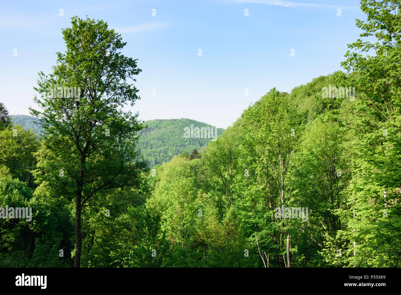 Slovakia forest hi-res stock photography and images - Alamy