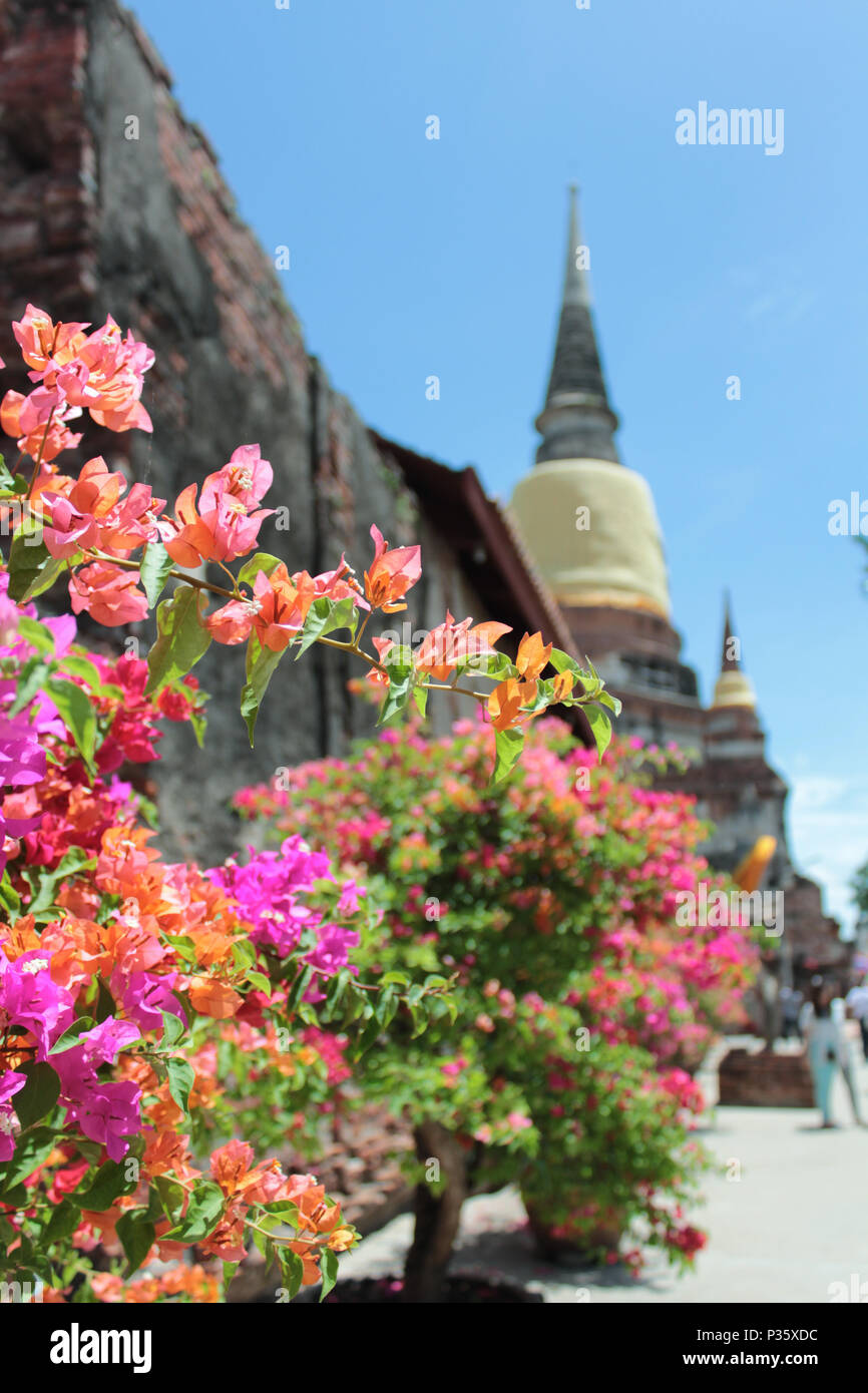 bougainvillea flowers in Thai temple in blue sky sunny day Stock Photo ...