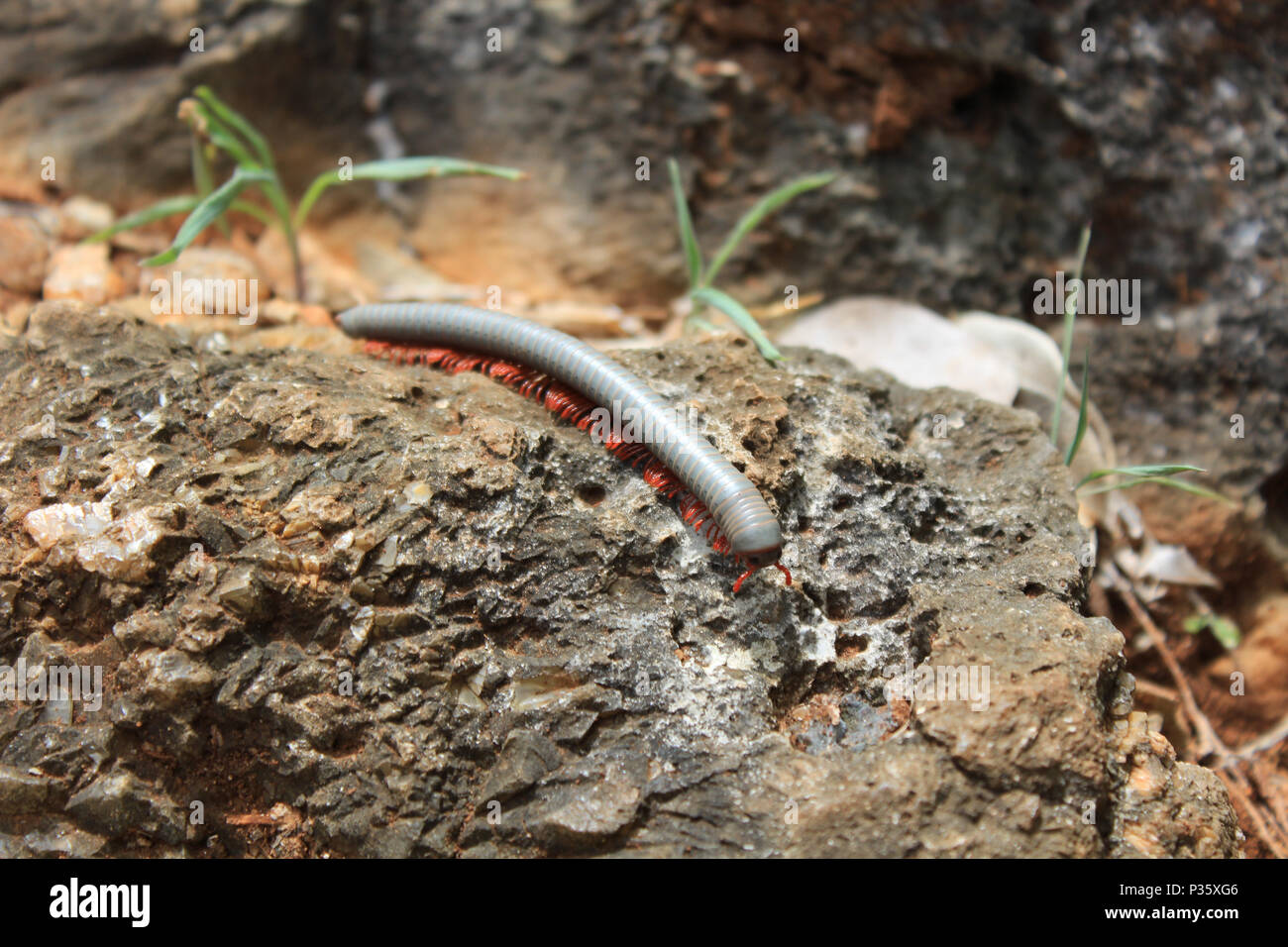Gray centipede walking in the wood Stock Photo - Alamy