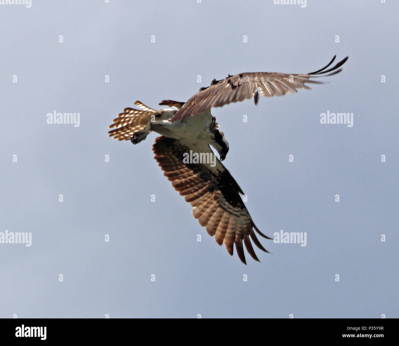 Reversible outer toe hi-res stock photography and images - Alamy