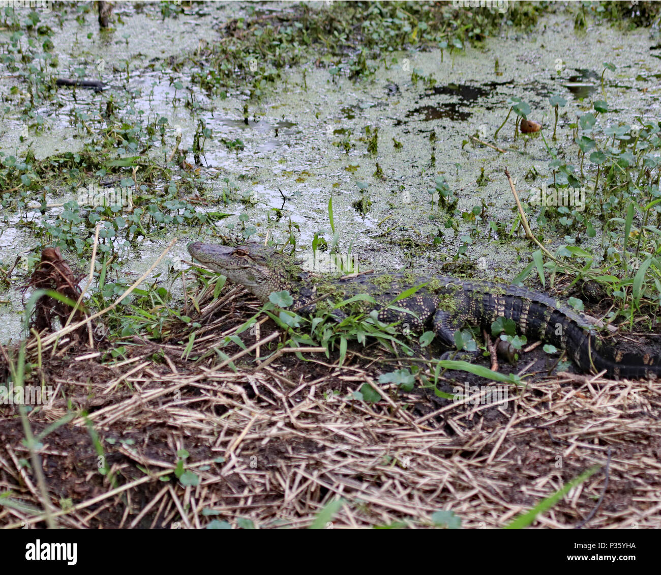 Alligator hidden along the edge of a swamp in central Florida Stock ...