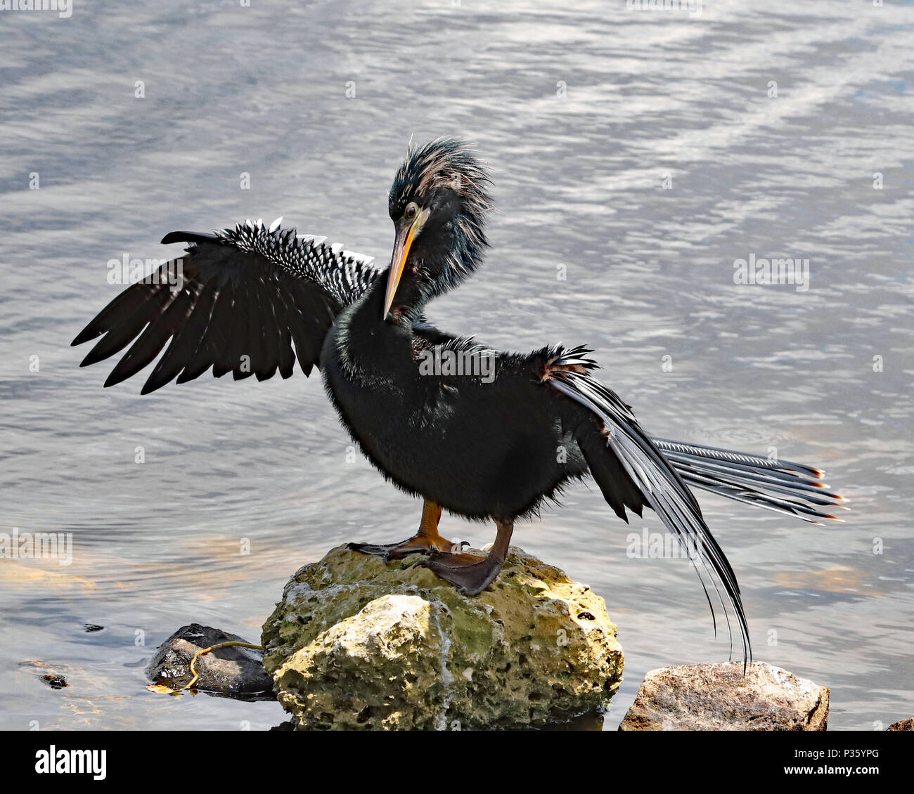 Anhinga with wings spread standing on rock along a lake shore in ...