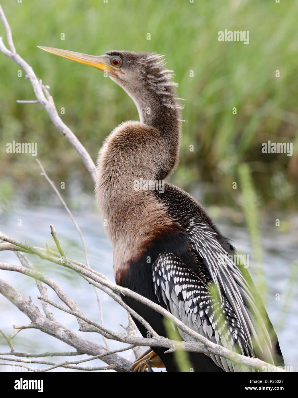Snake neck bird hi-res stock photography and images - Alamy