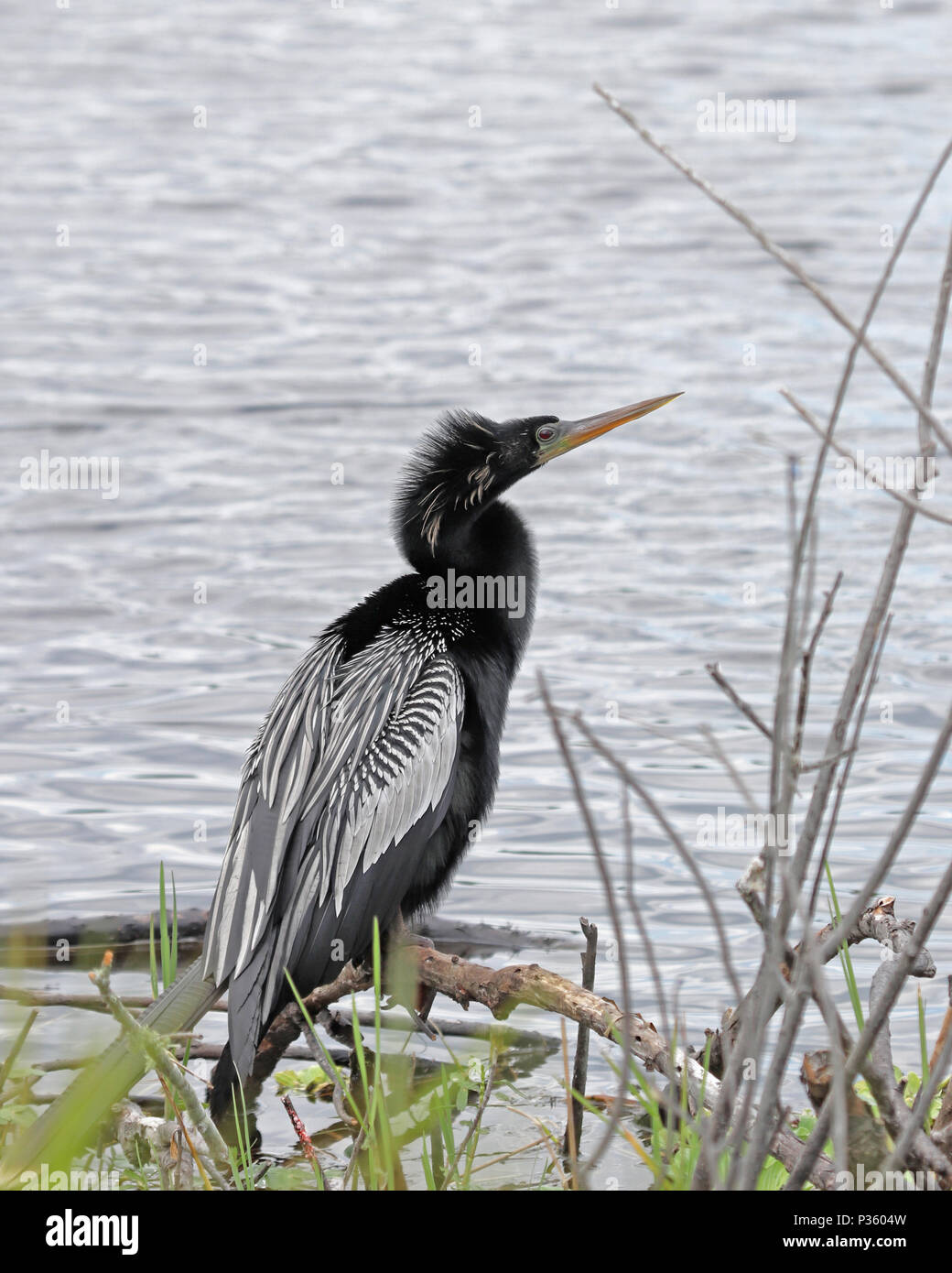 Male Anhinga birds are all black other than on it's wings which have ...