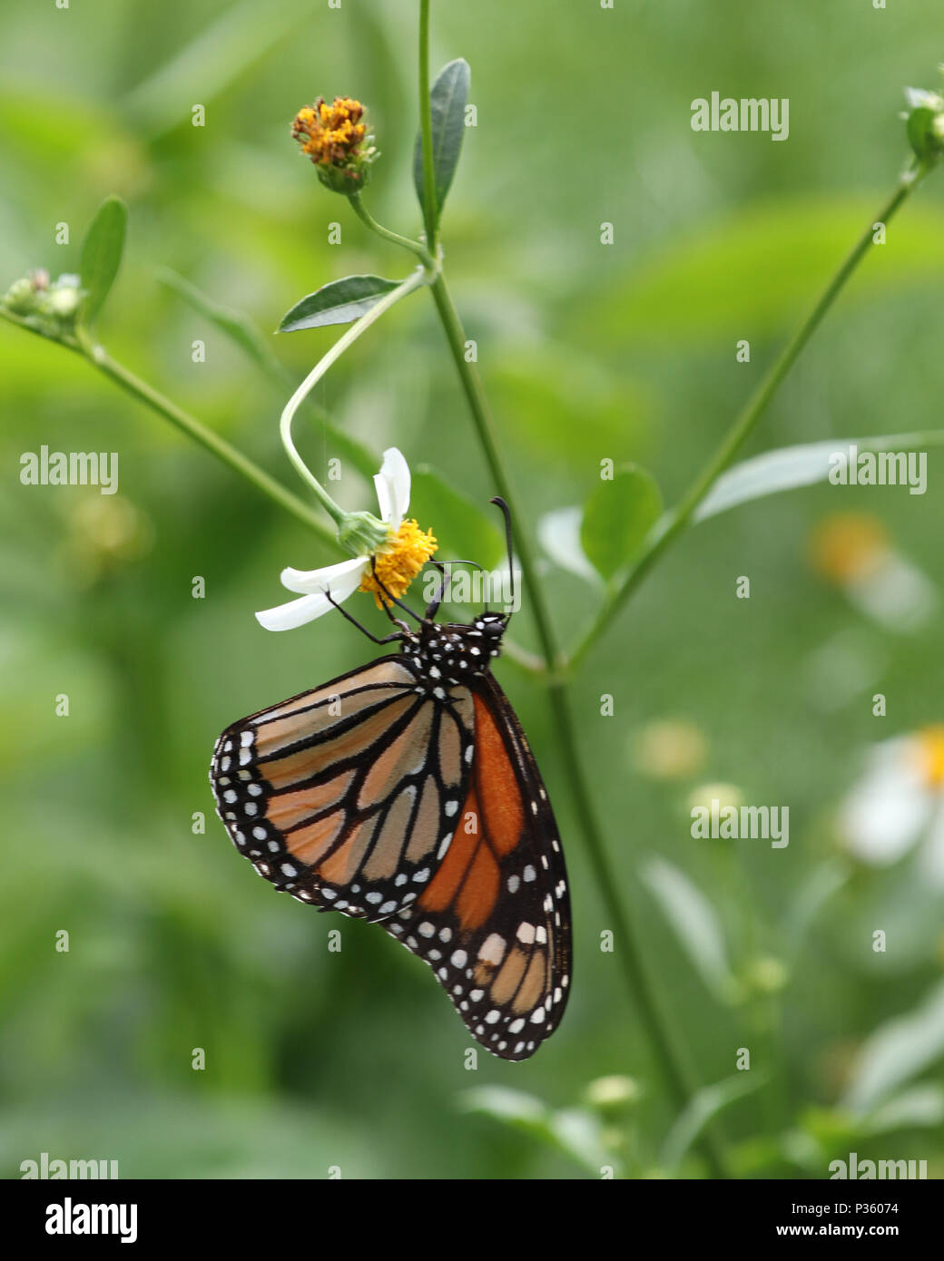 Monarch butterflies have an amazing migration path of over 2800 miles ...