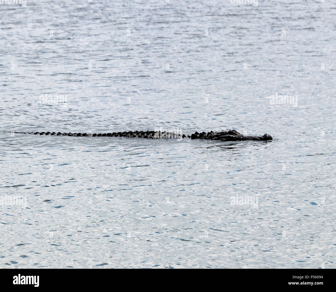 Alligator legs hi-res stock photography and images - Alamy