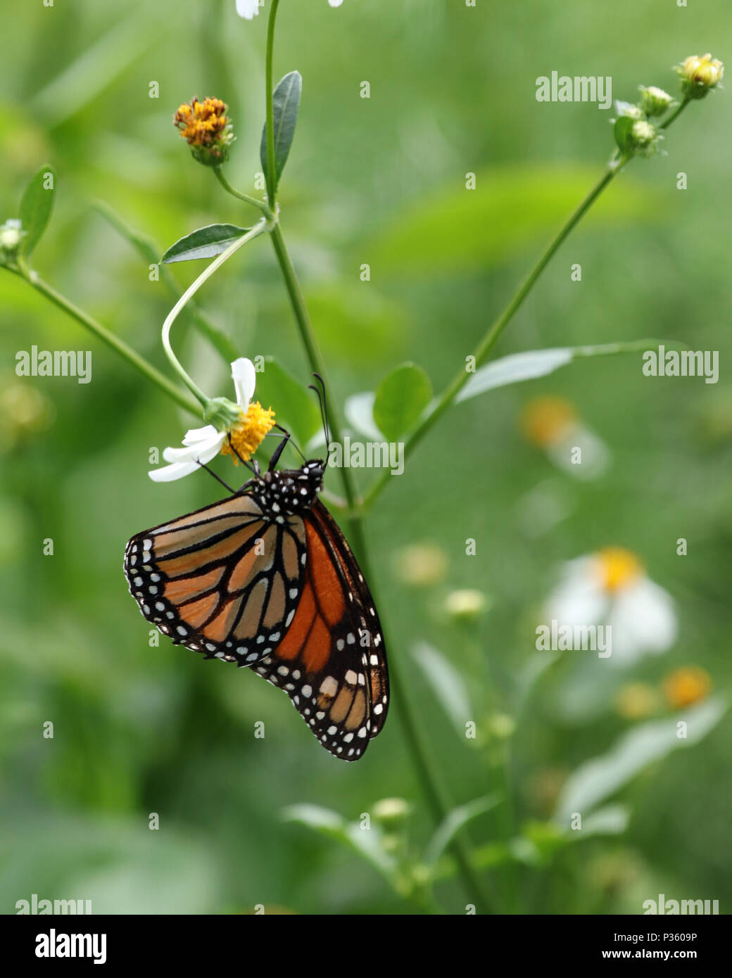 Common Wanderer Butterfly Stock Photos & Common Wanderer Butterfly ...