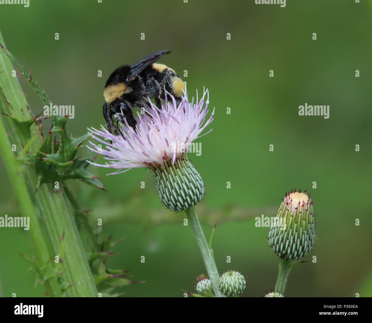 Bumblebee profile hi-res stock photography and images - Alamy