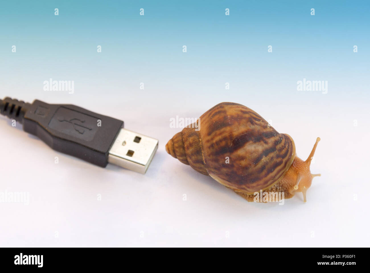 snails and computer cord concept of slow internet Stock Photo - Alamy