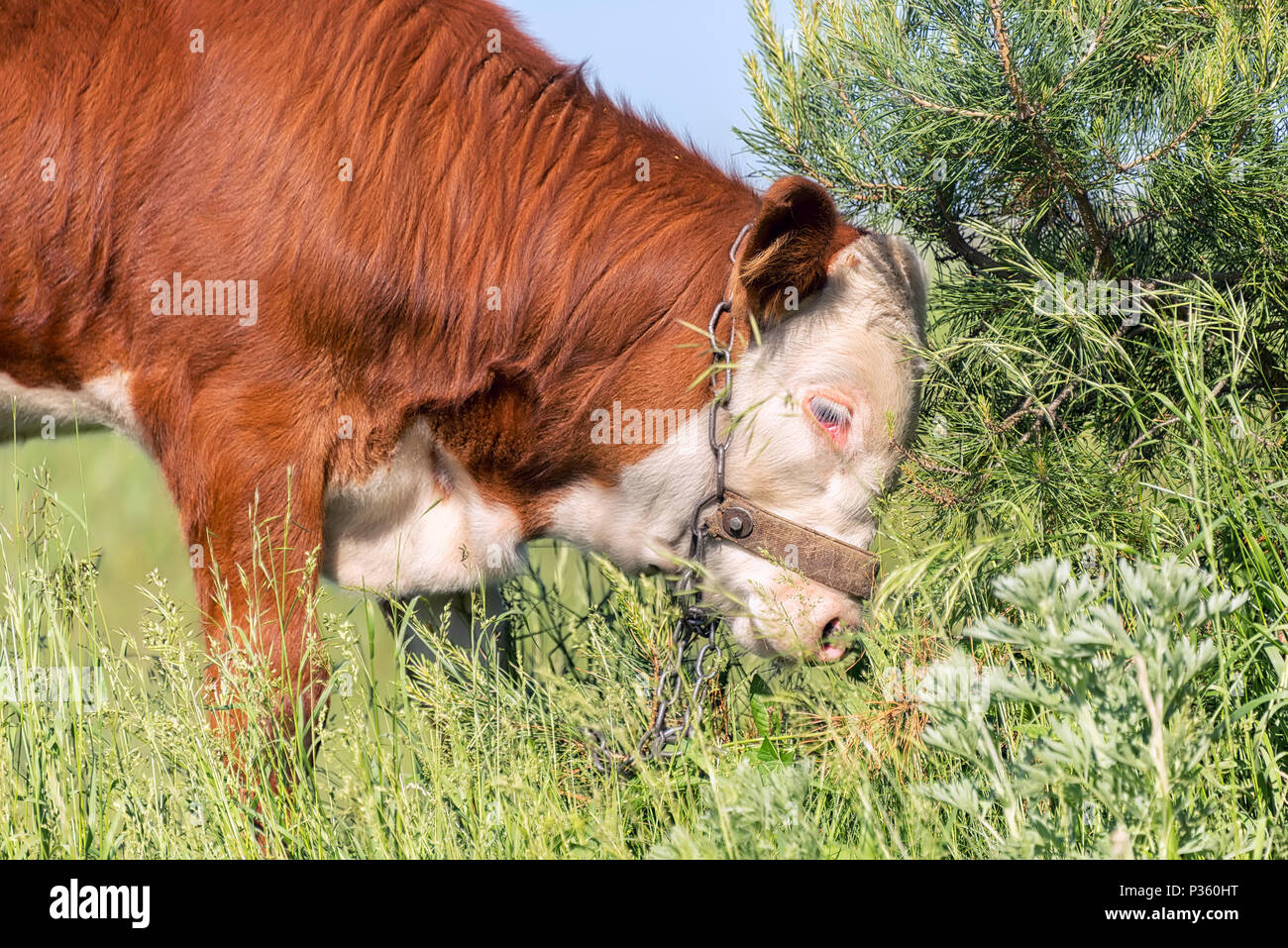 Motley cow hi-res stock photography and images - Alamy