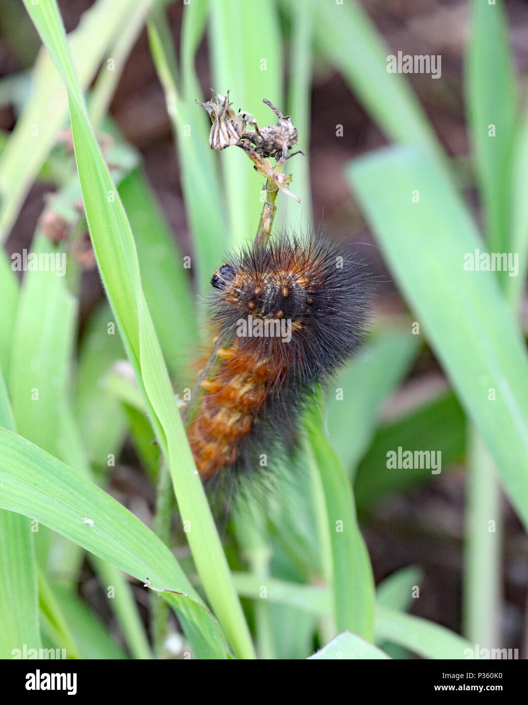 Salt marsh caterpillar moving on grass Stock Photo - Alamy