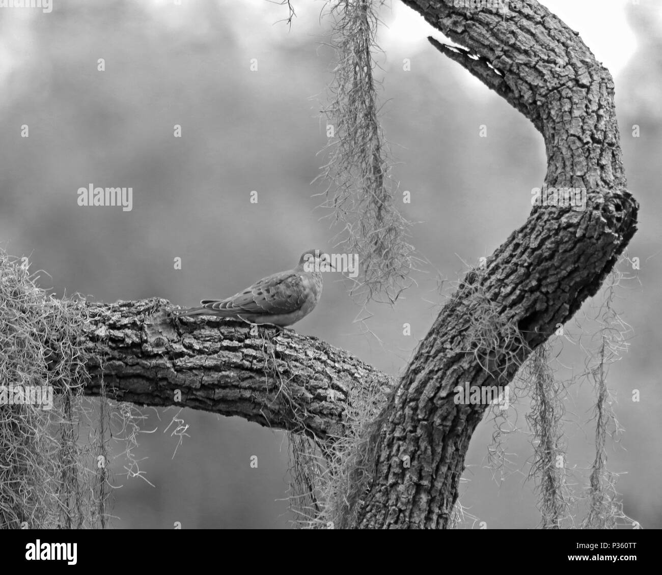 Florida branch Black and White Stock Photos & Images - Alamy
