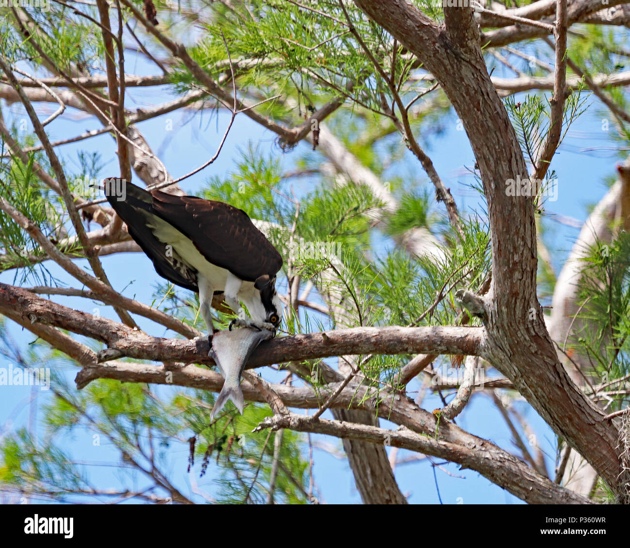 Western osprey brings tree hi-res stock photography and images - Alamy