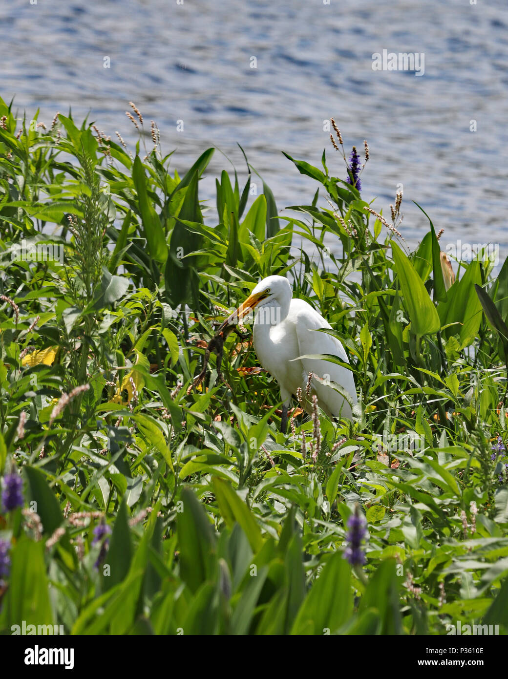 The Great Egret is a predatory wading bird that is commonly seen ...