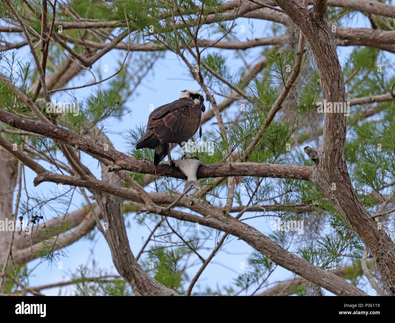 Ospreys are a common sight in the trees along fresh water areas in ...