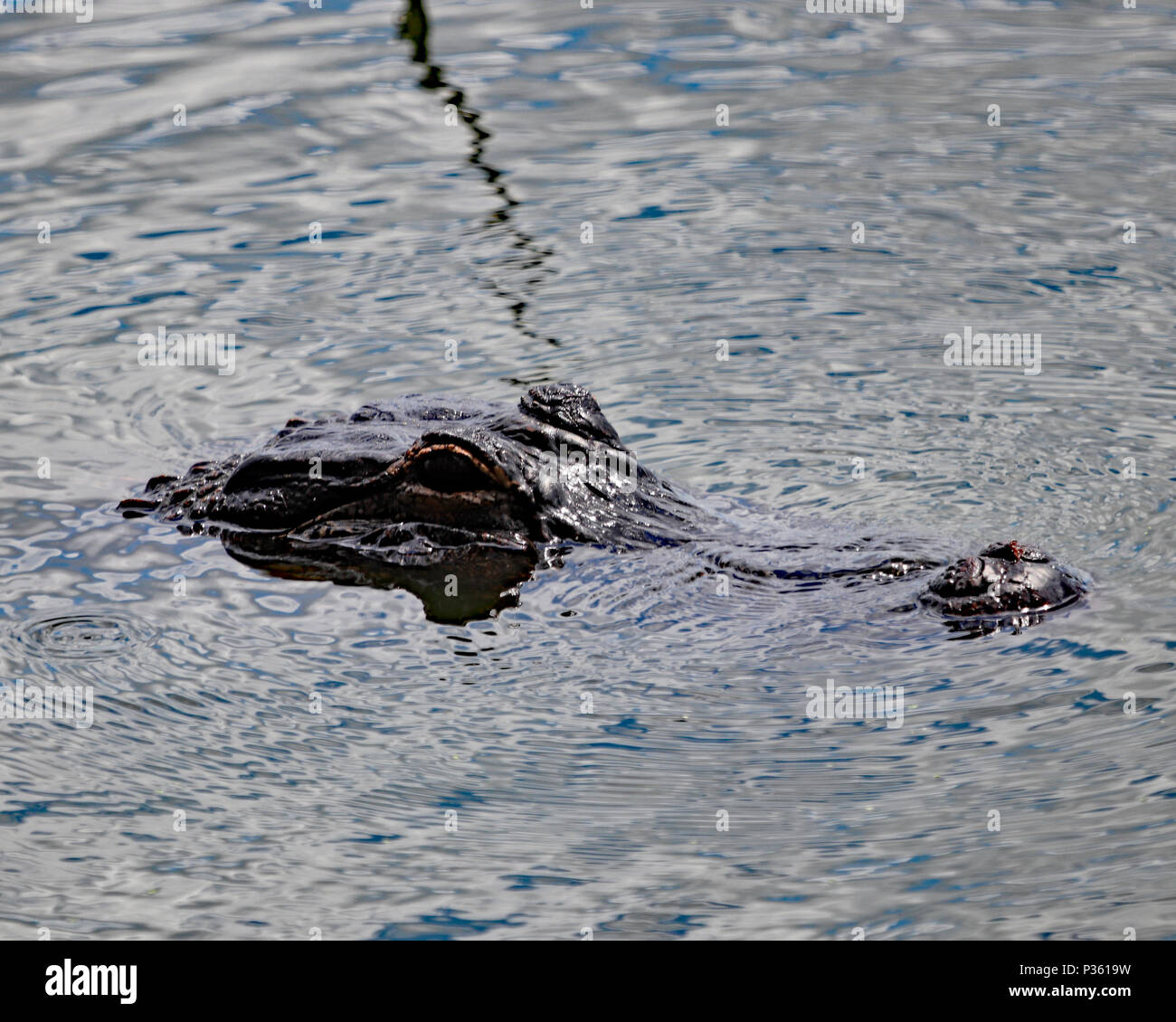 American Alligator submerged in lake water, Florida Stock Photo - Alamy