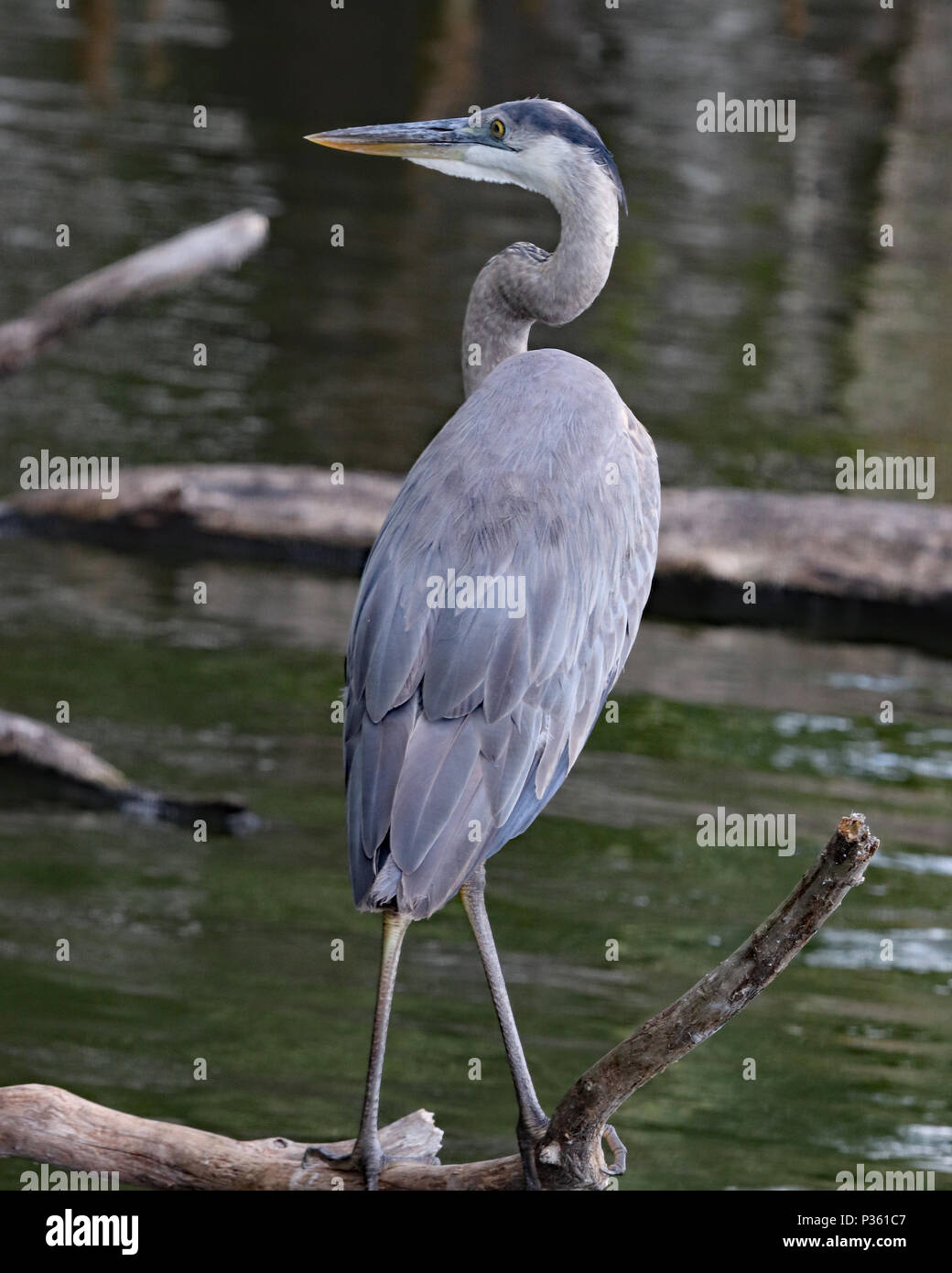 Heron watching hi-res stock photography and images - Alamy