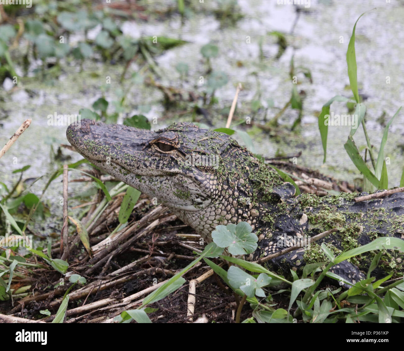 Alligator looking at you hi-res stock photography and images - Alamy