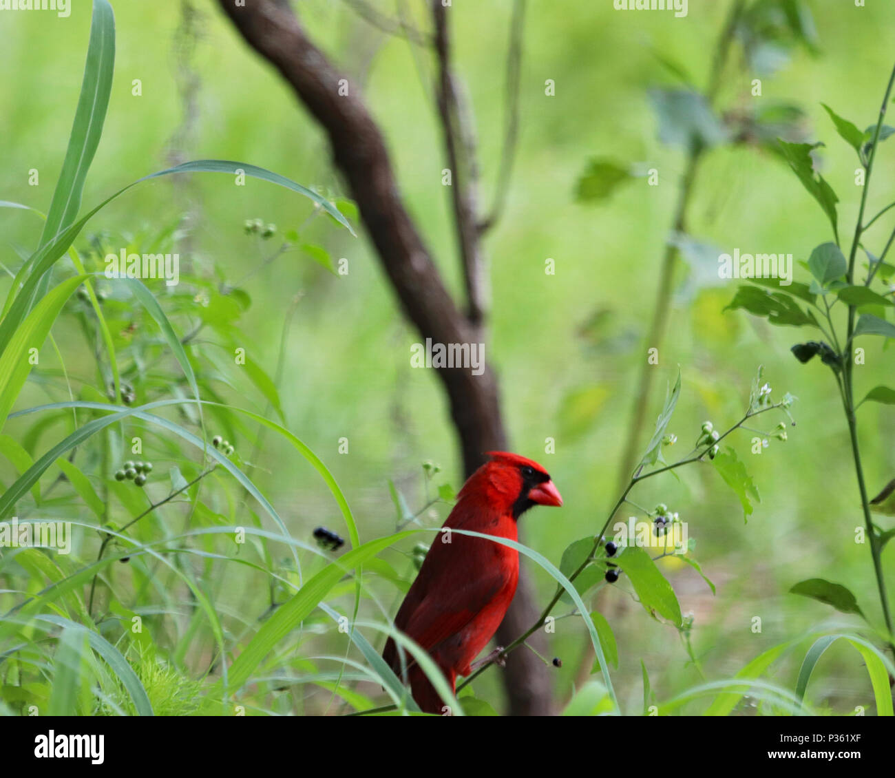 Bright red male Cardinal bird in tropical setting with green plants ...