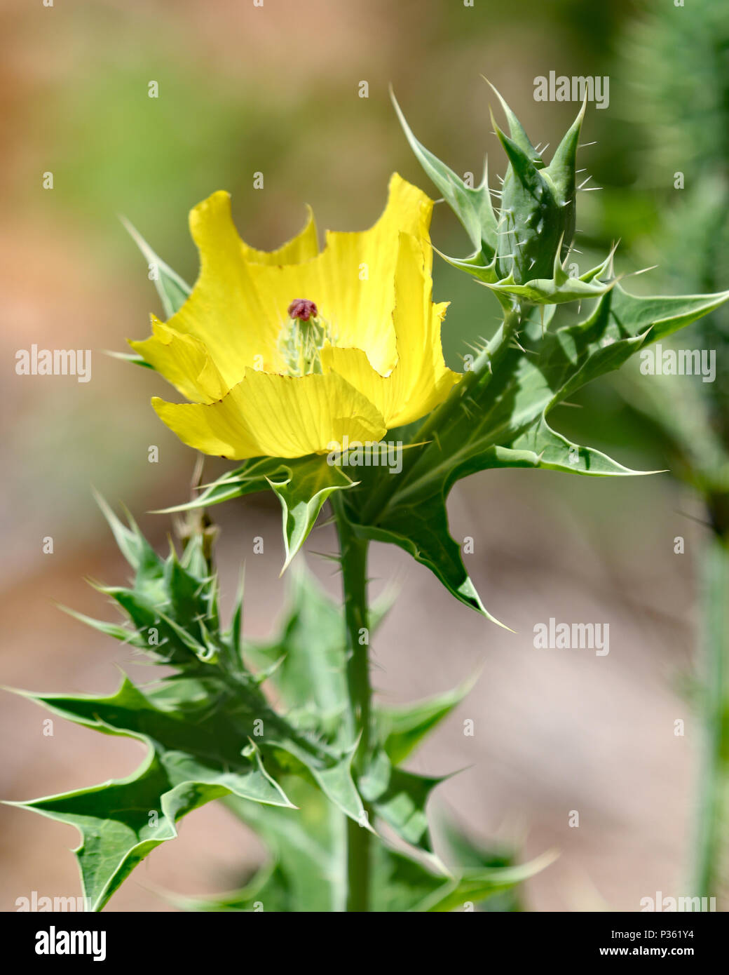 Mexican prickly poppy hi-res stock photography and images - Alamy