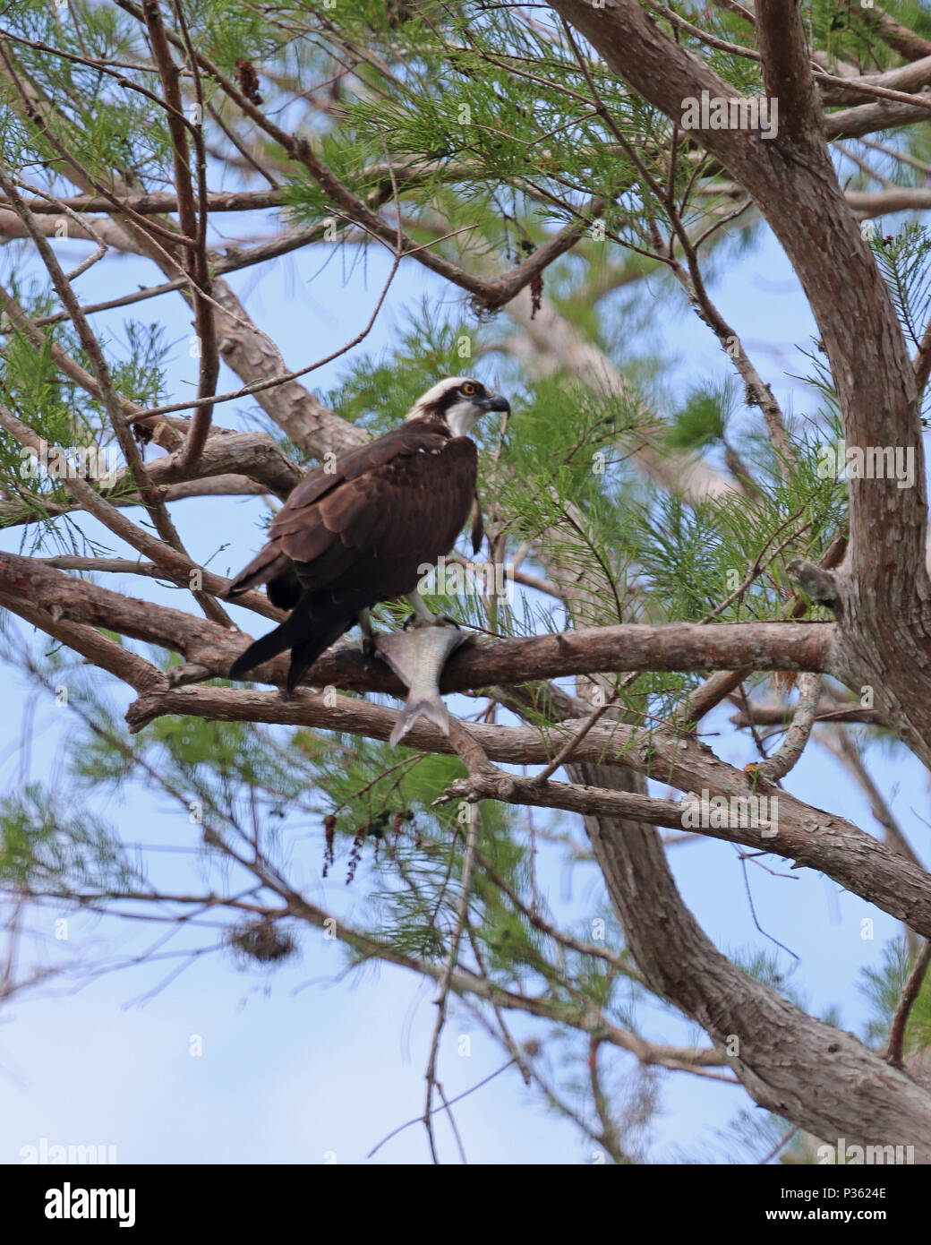 The Western Osprey is a fish-eating raptor often seen in the trees ...