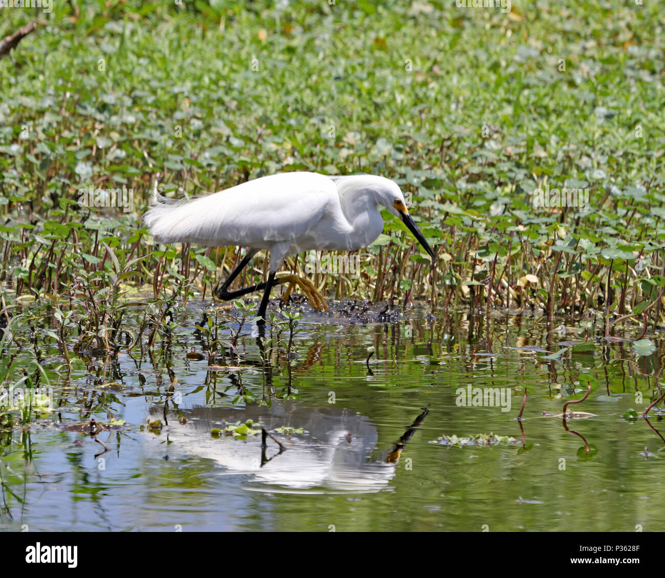 Snowy Egrets use their large yellow feet to stir up food in the marsh ...