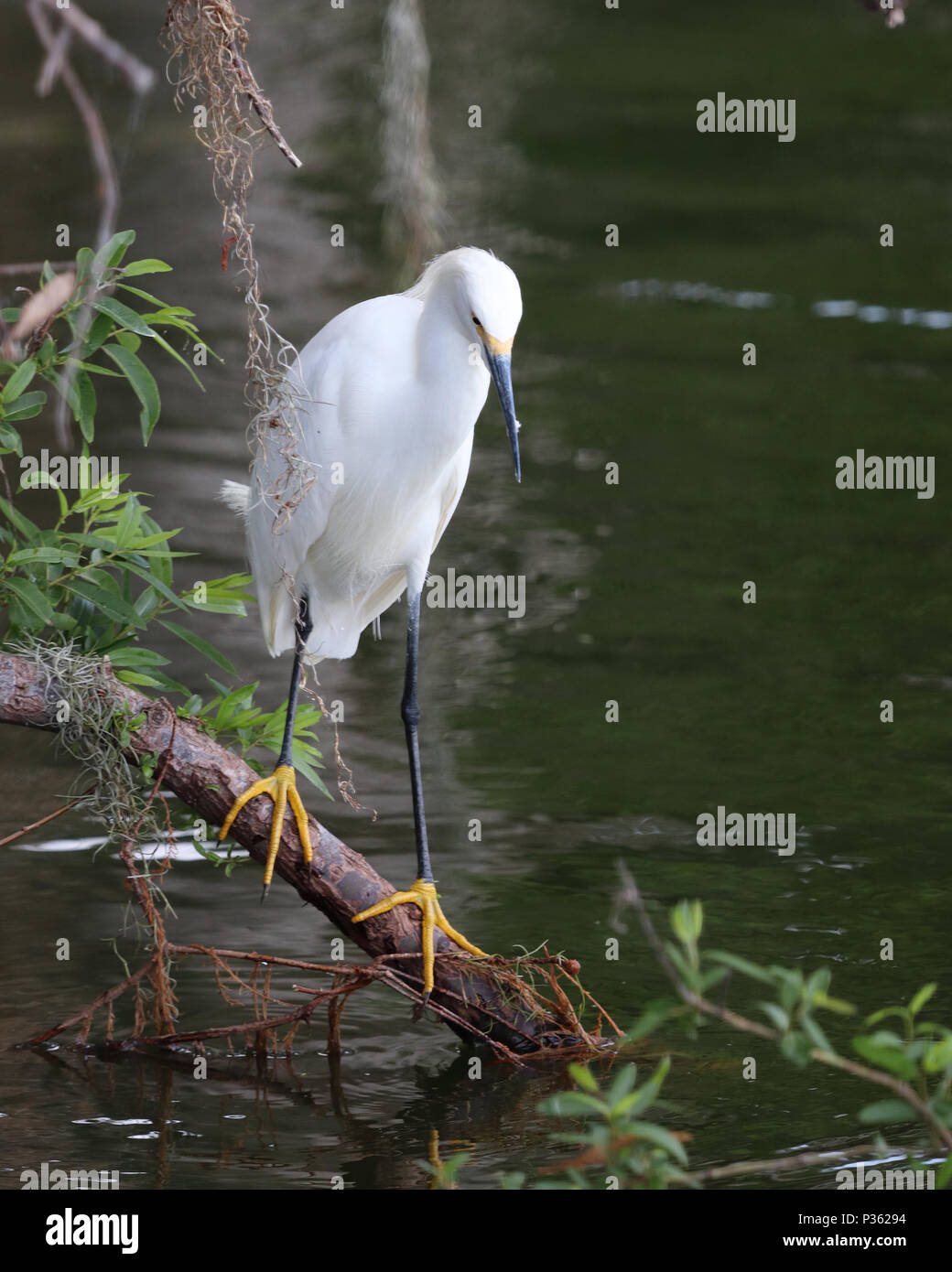 Bird feet branch hi-res stock photography and images - Alamy
