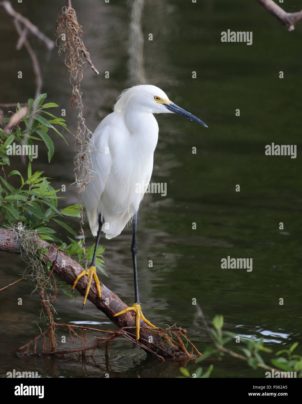 Beautiful Snowy Egret perched on a fallen limb along a river in Florida ...