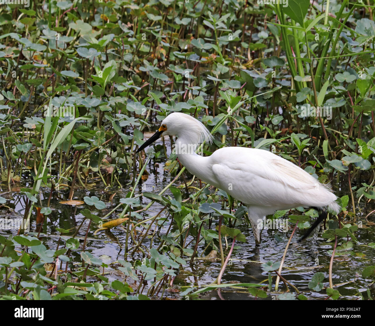 Snowy Egrets use their bright yellow feet to stir small fish and other ...