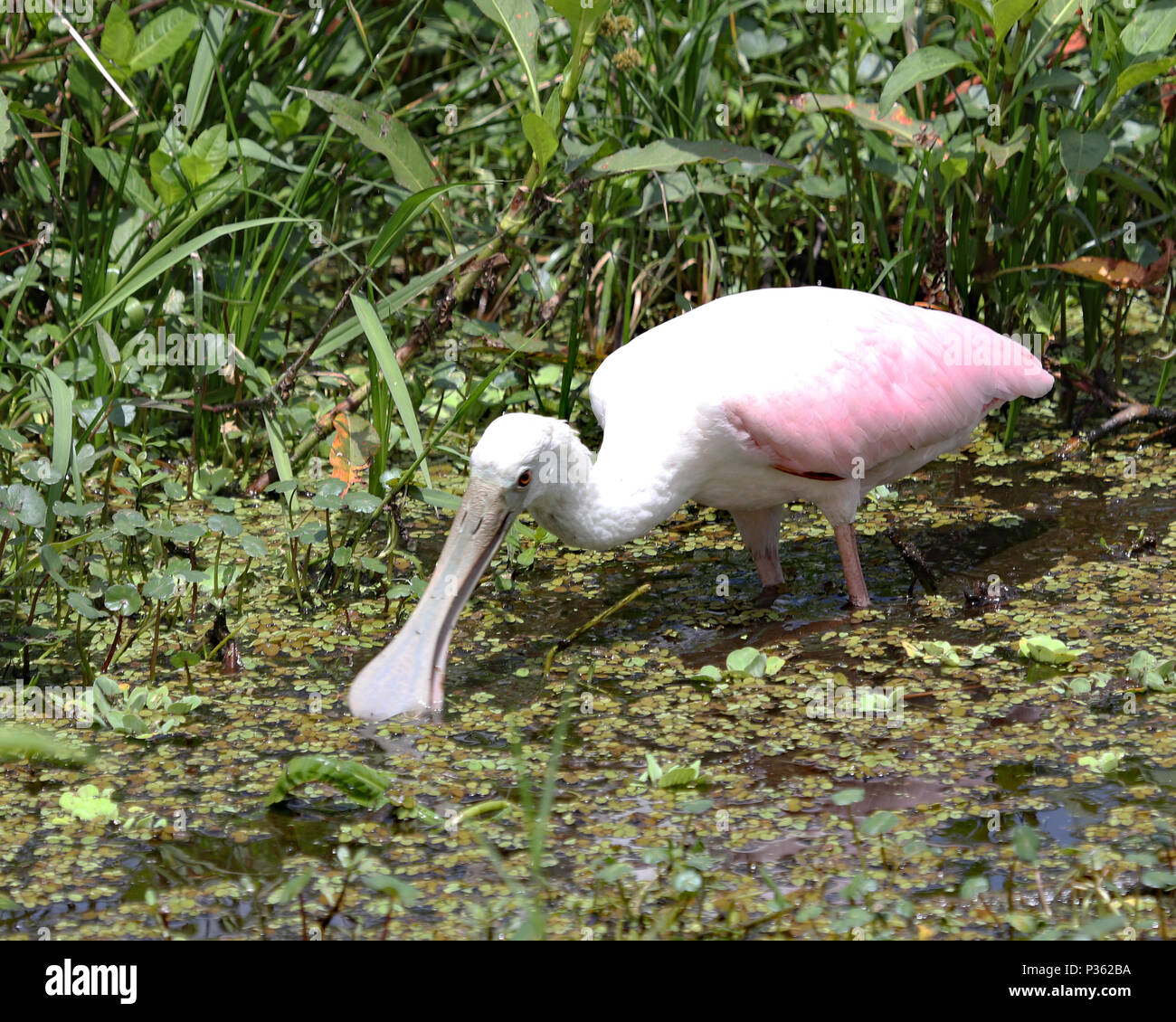 Red spoonbill hi-res stock photography and images - Alamy