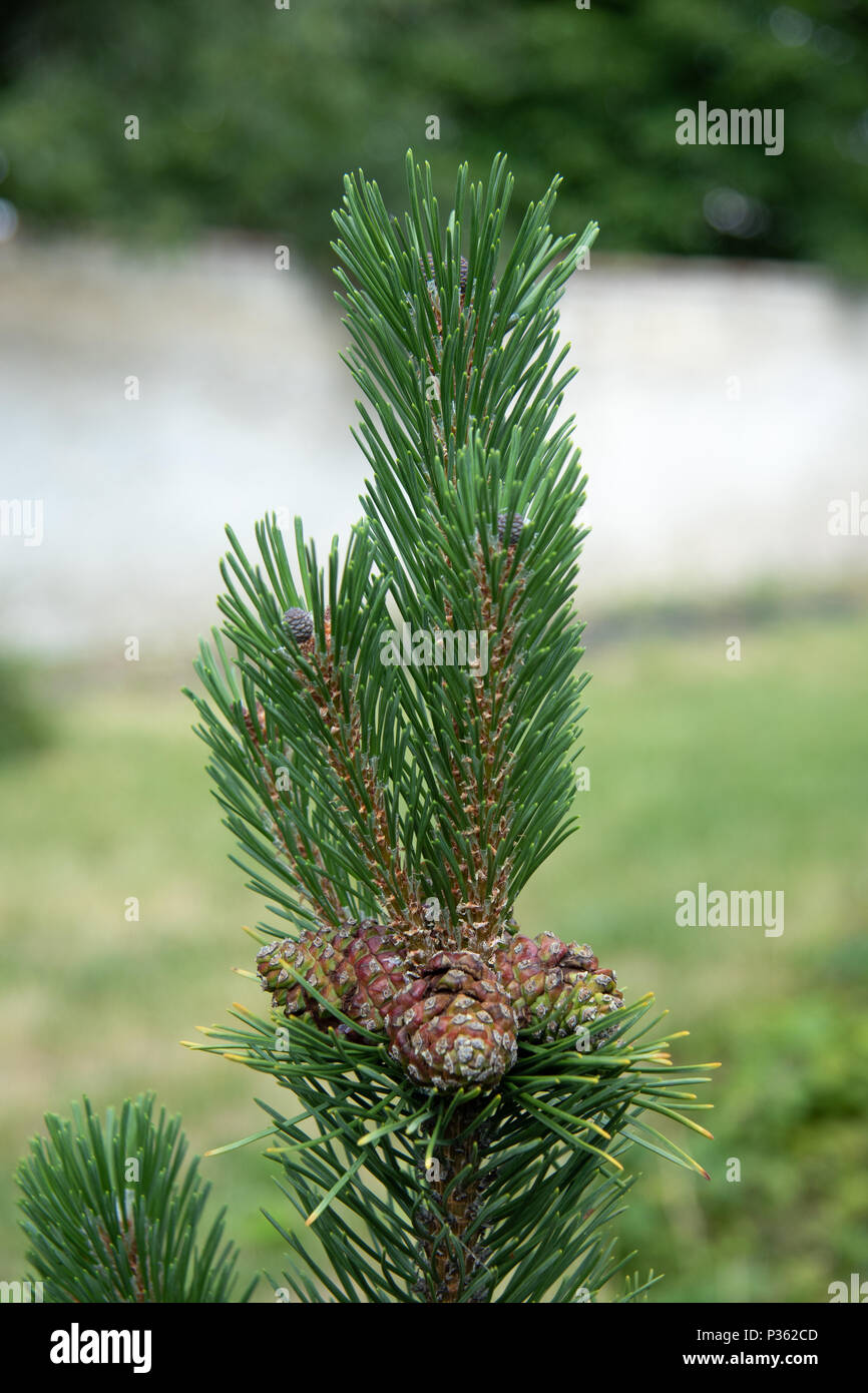 Spikes pine hi-res stock photography and images - Alamy