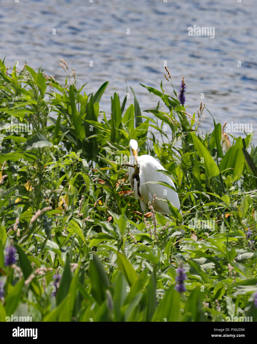 Pointed beak hi-res stock photography and images - Alamy