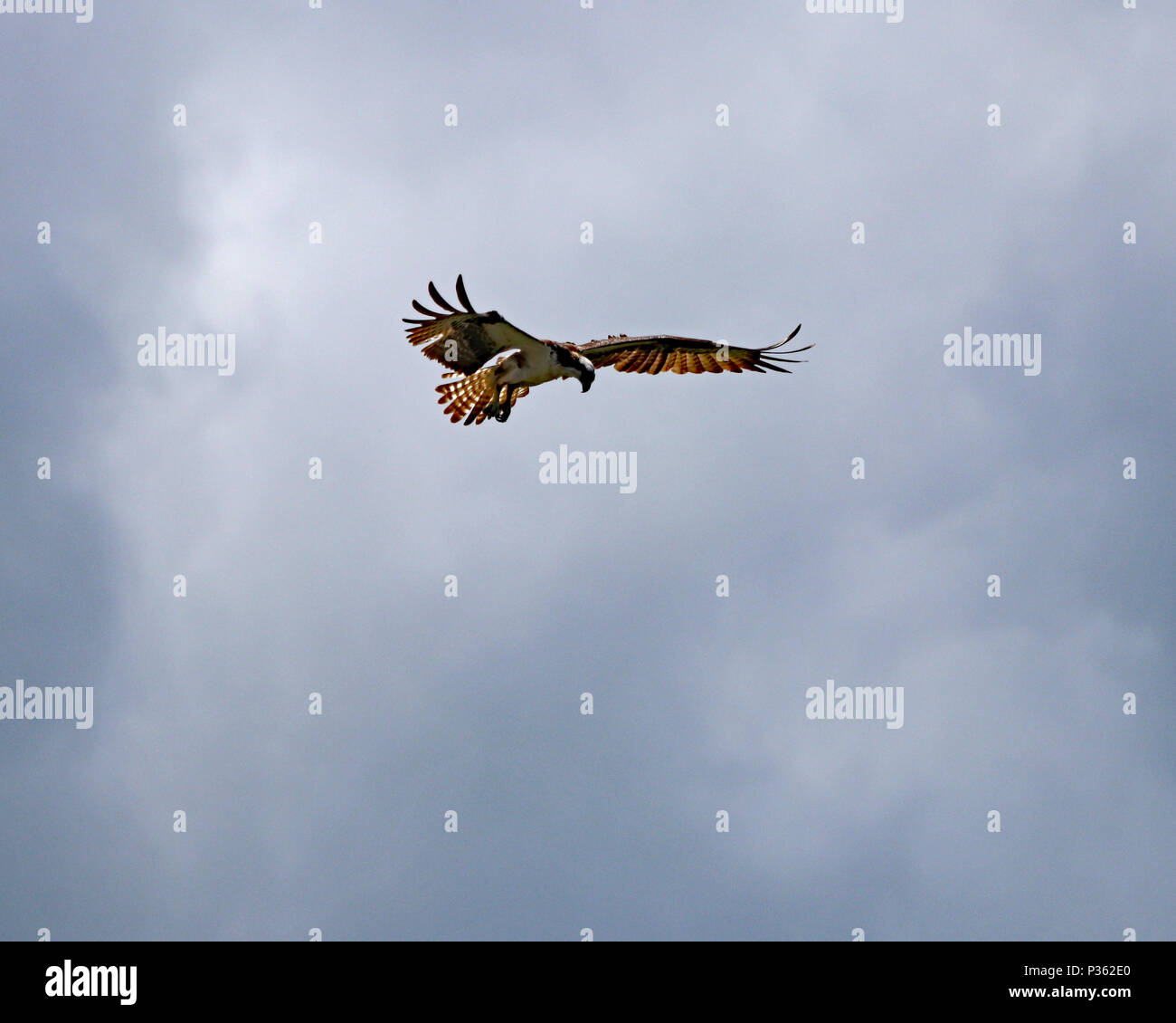Hawk swooping hi-res stock photography and images - Alamy