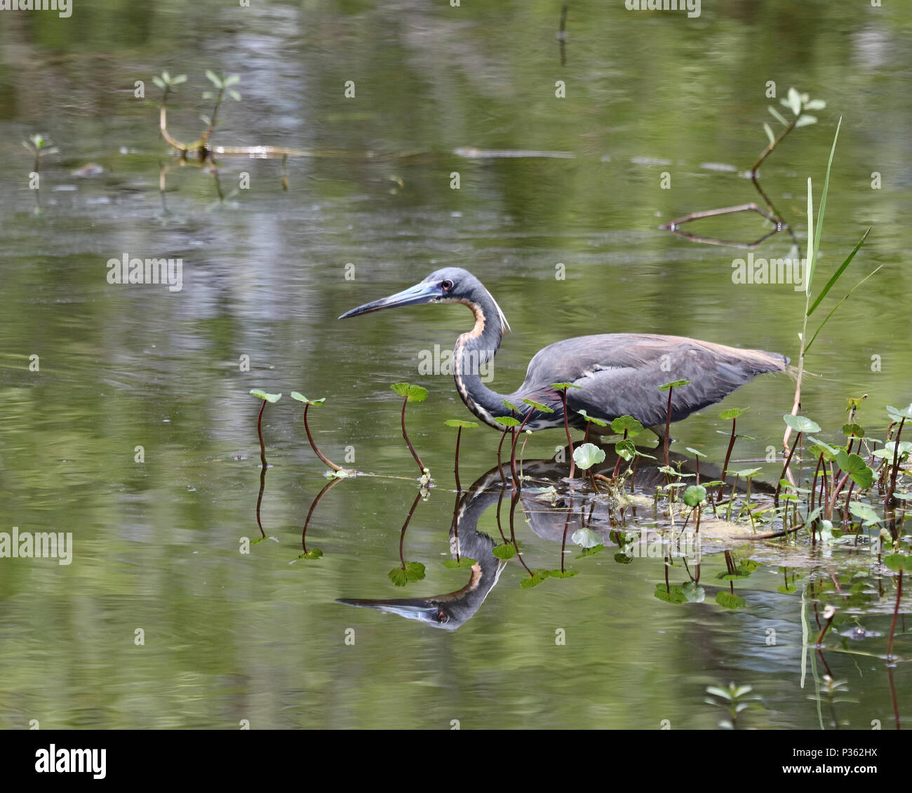 Florida marsh bird hi-res stock photography and images - Alamy