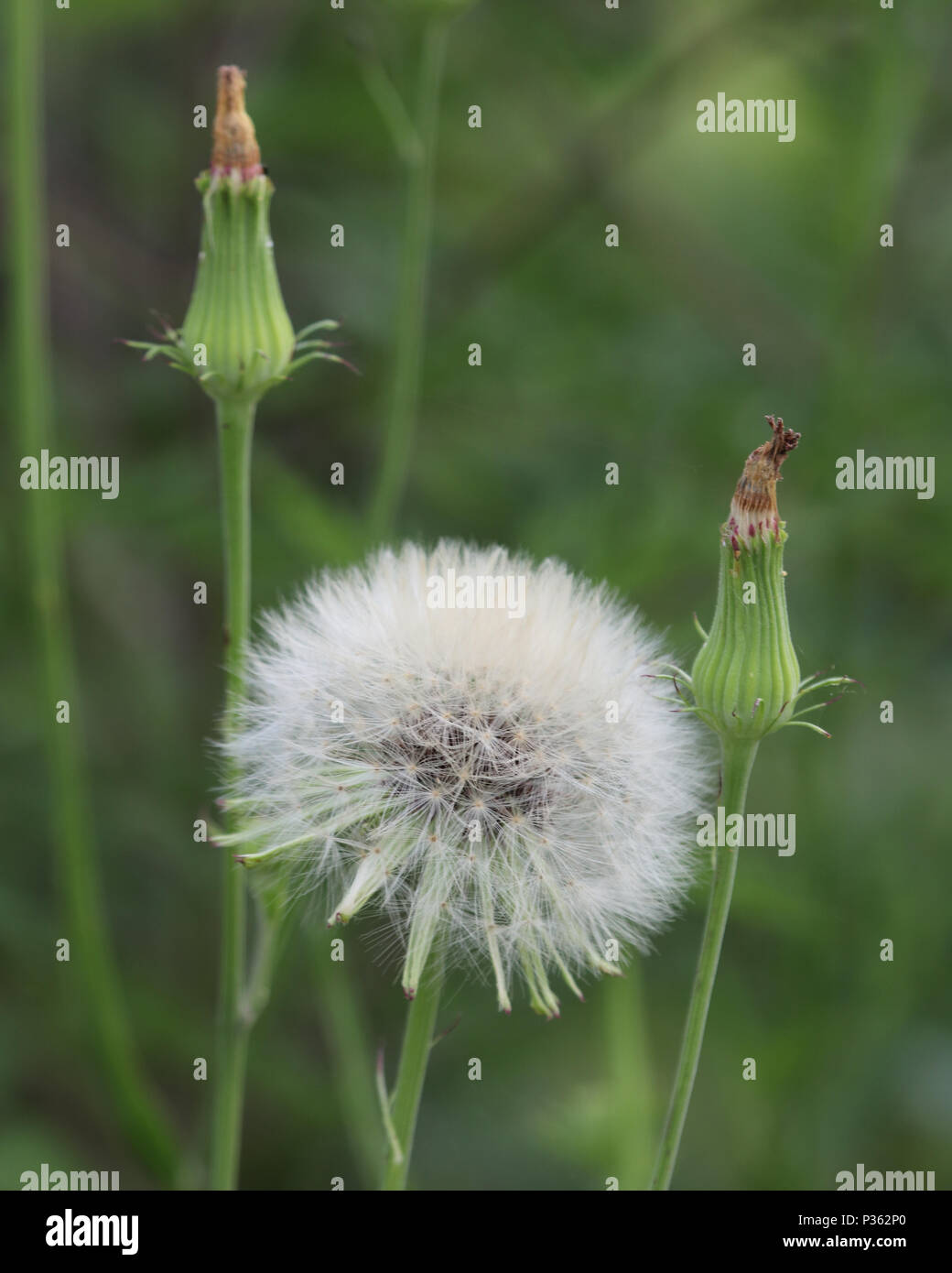 Field of dandelion seeds hi-res stock photography and images - Alamy
