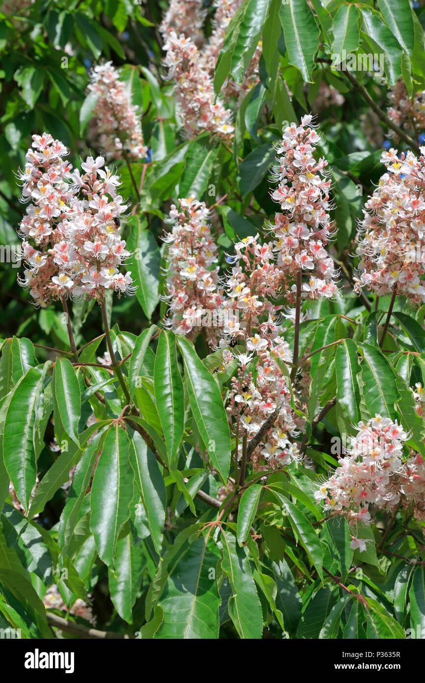Flower detail of an Indian horse chestnut tree, Aesculus indica 'Sydney ...