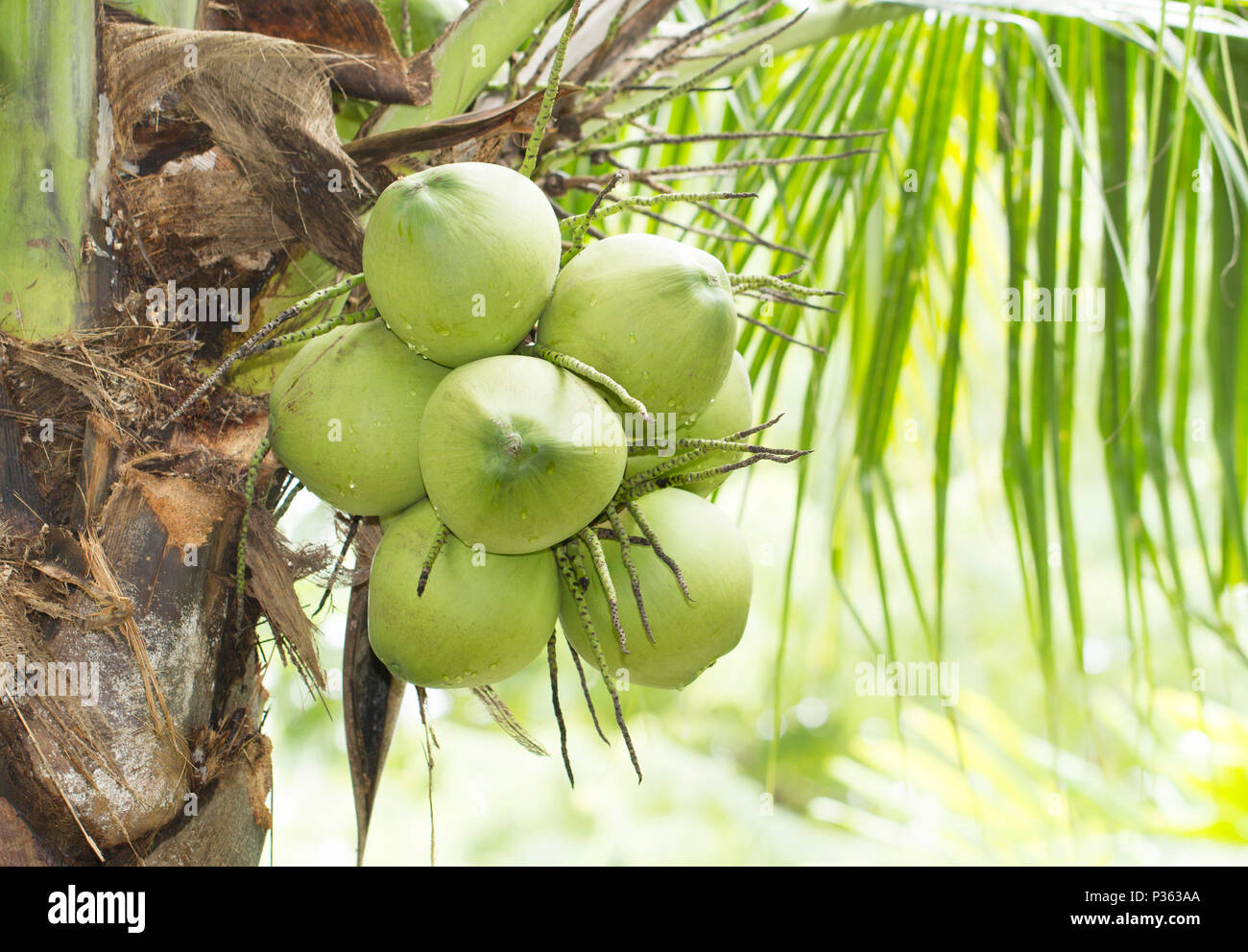 Fresh green coconut fruit on tree Stock Photo - Alamy