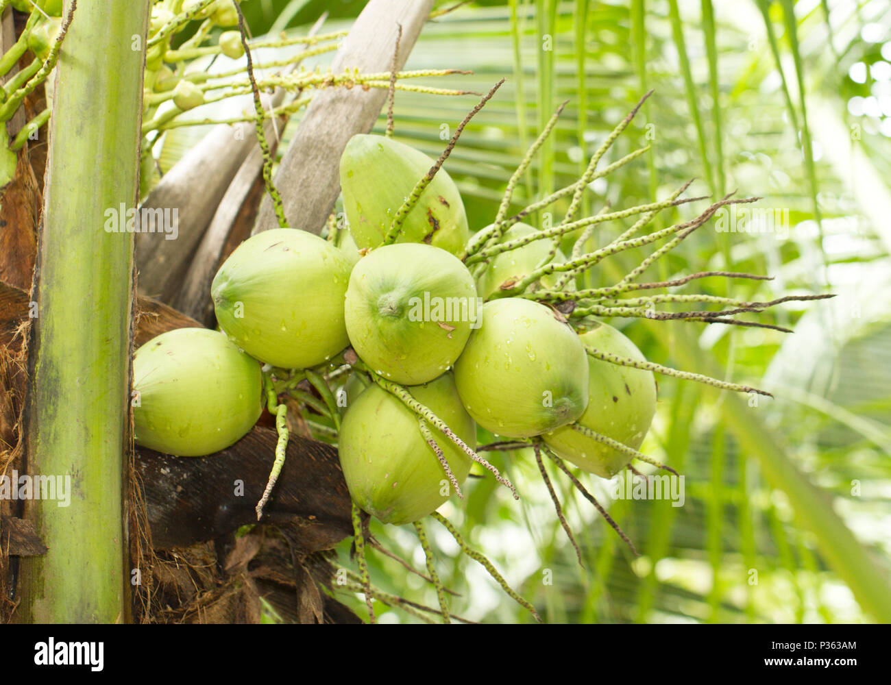 Fresh green coconut fruit on tree Stock Photo - Alamy