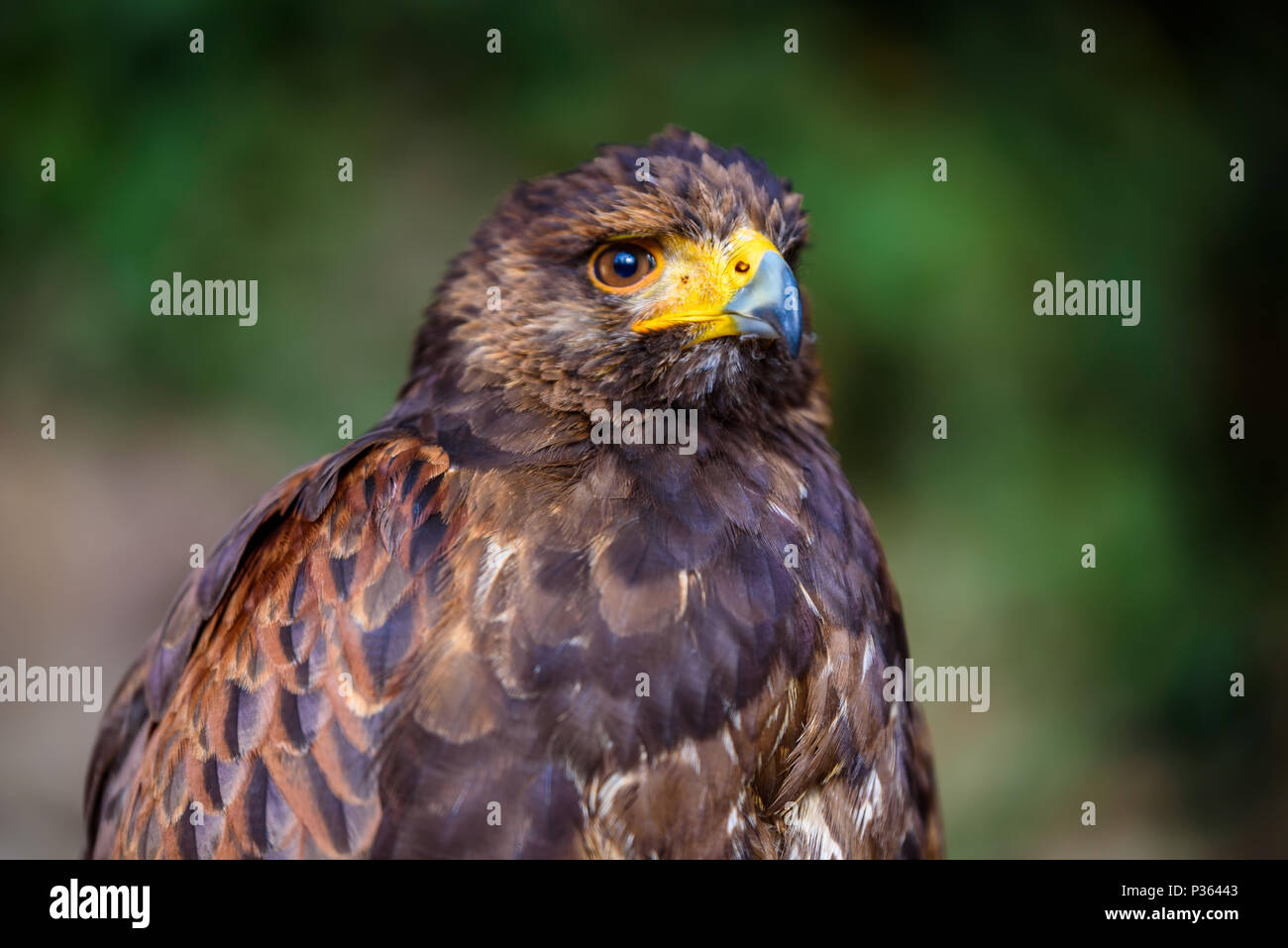 Golden eagle eye isolated hi-res stock photography and images - Alamy
