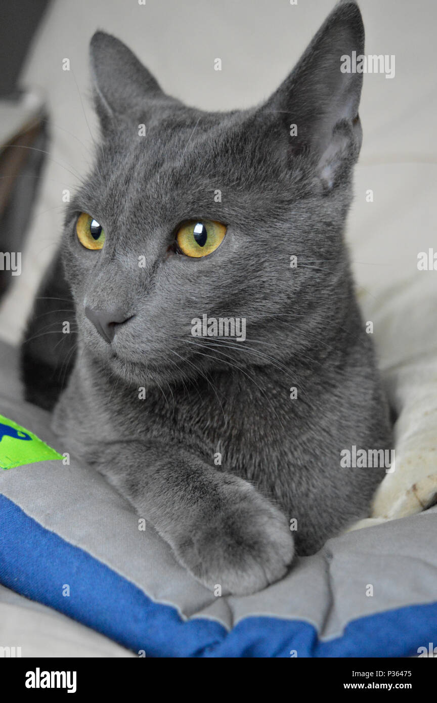 Classy cat hi-res stock photography and images - Alamy