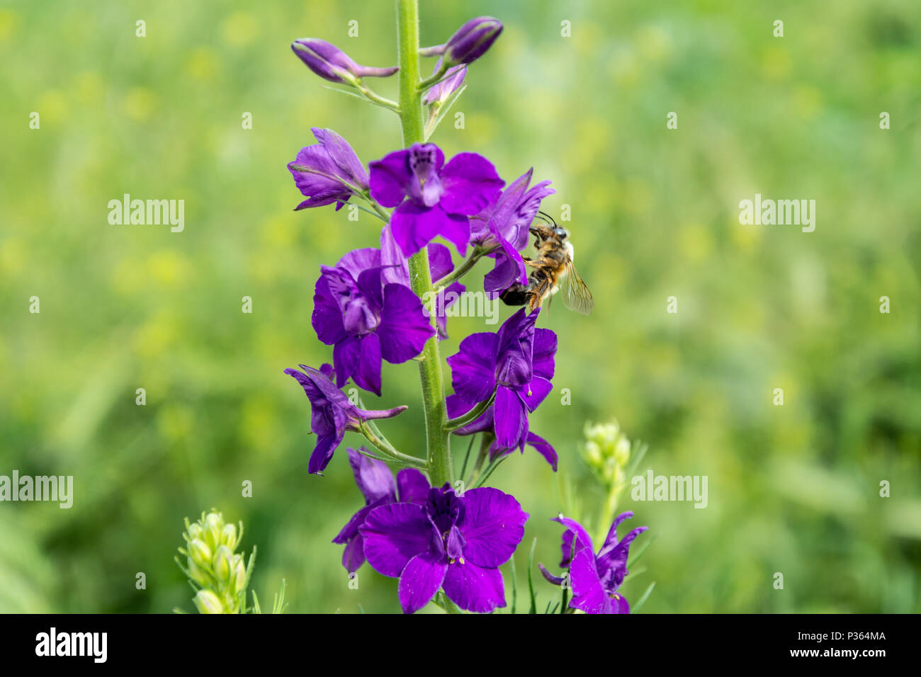 Wildflowers of Ukraine. Delphinium nuttallianum Stock Photo - Alamy