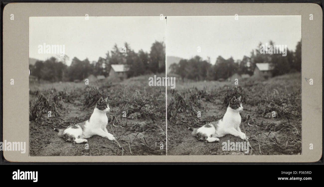 56 Cat sitting in a field, from Robert N. Dennis collection of ...